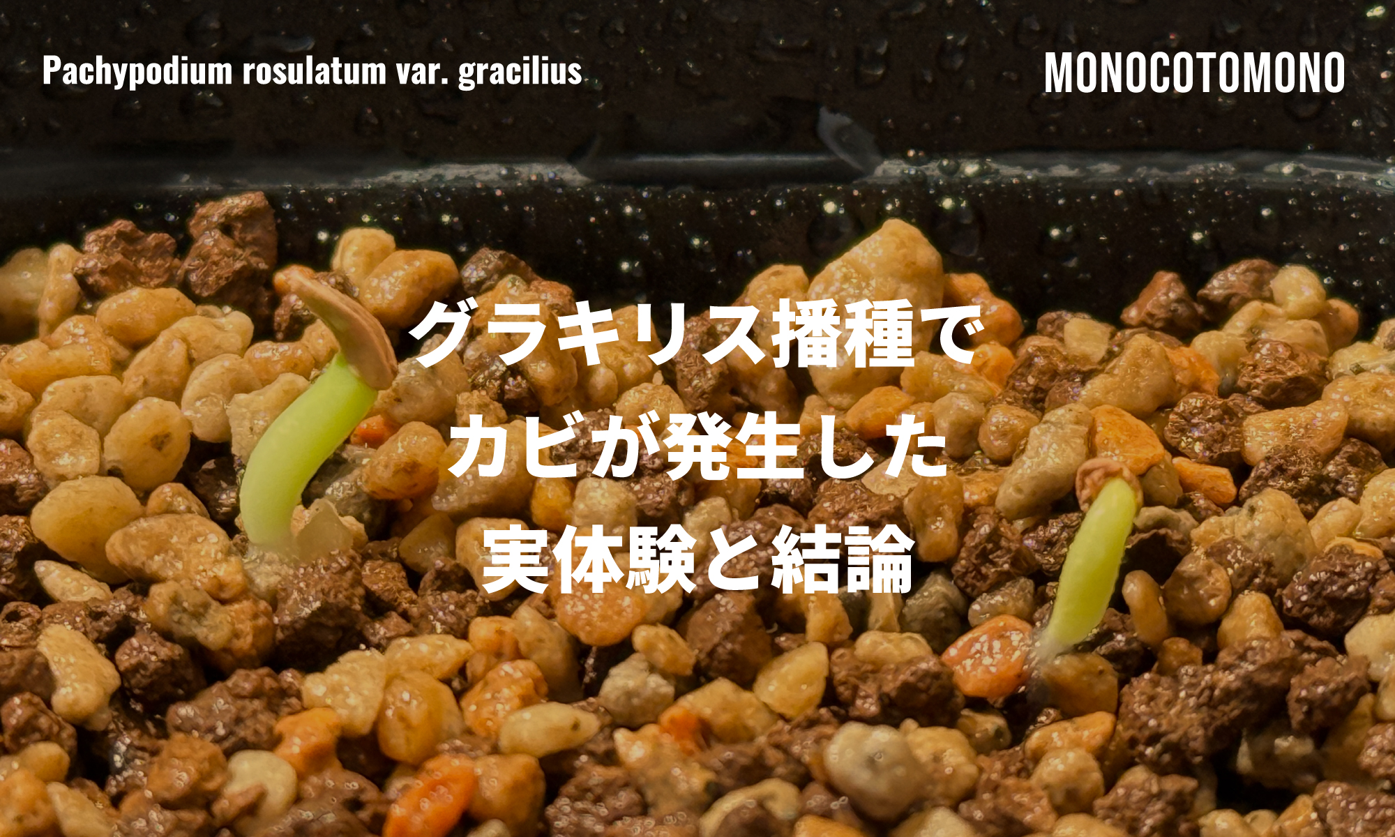 グラキリス播種でカビが発生した実体験と結論 - MONOCOTOMONO